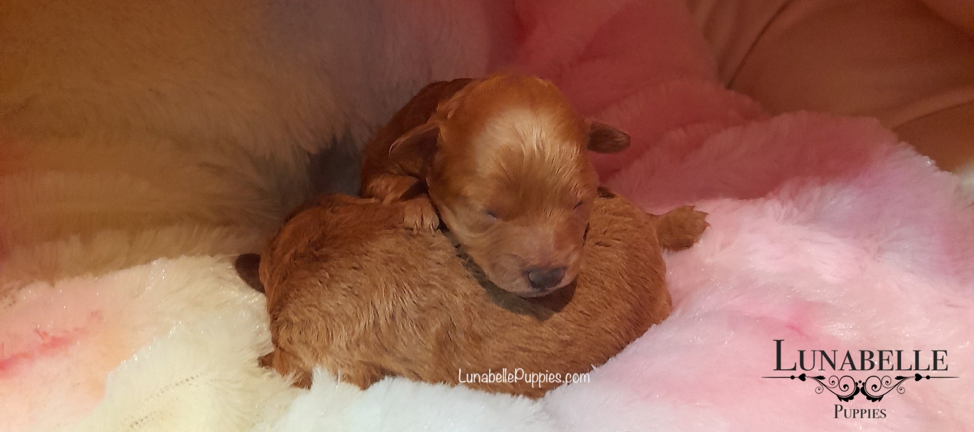 SAVANNAH – FUREVER HOME – Lunabelle Puppies