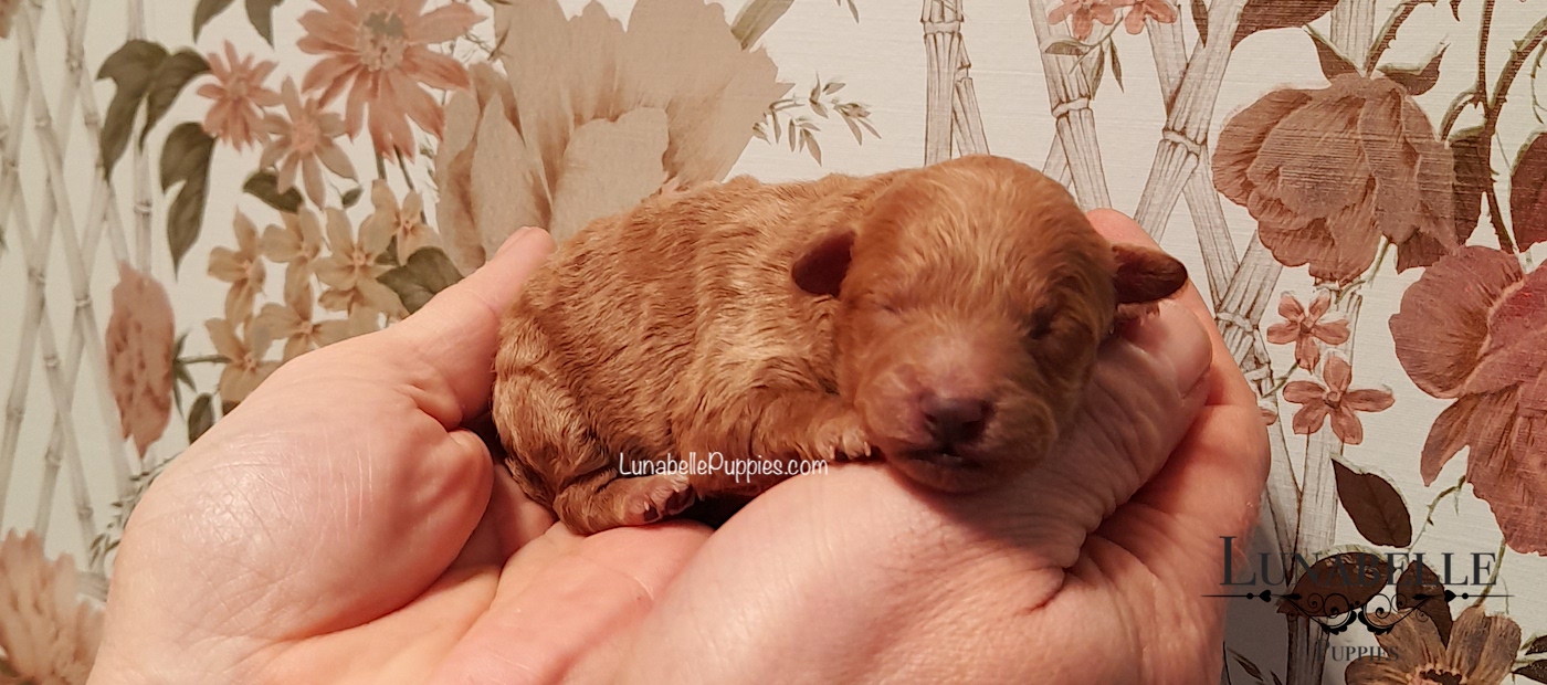 SAVANNAH – FUREVER HOME – Lunabelle Puppies