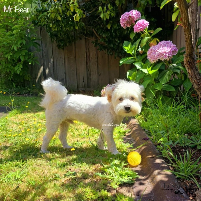 Pups Grown Up Gallery – Lunabelle Puppies